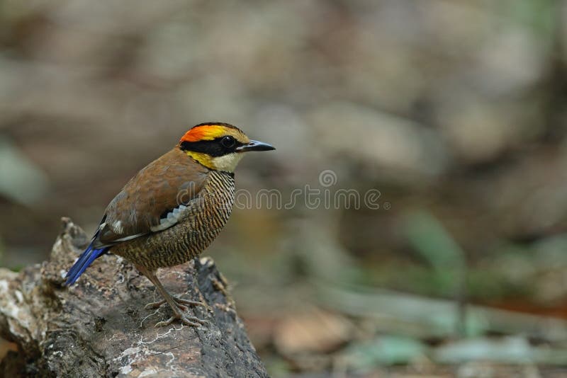 Banded Pitta(female) stock image. Image of female, nature - 20867797