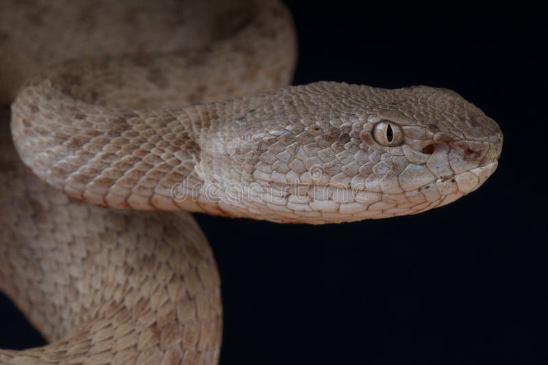 Banded pitviper stock image. Image of vipers, pitvipers - 16037575