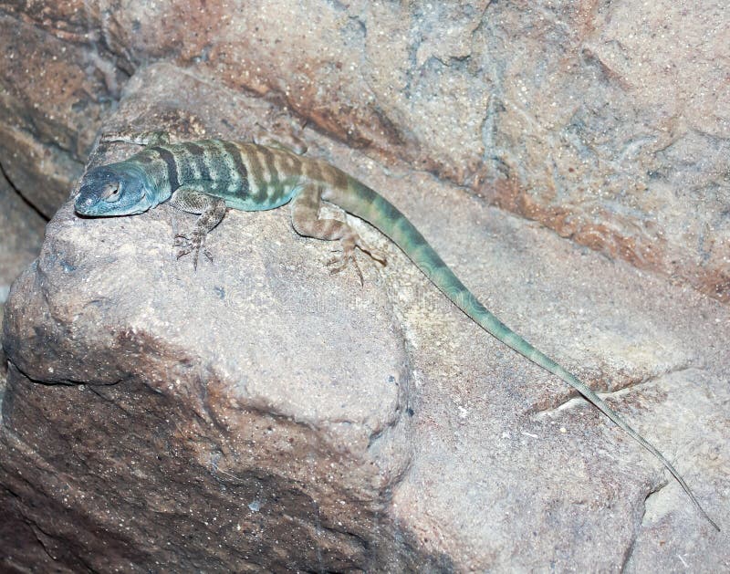 A Banded Rock Lizard on a Ledge Stock Image - Image of legs, banded ...