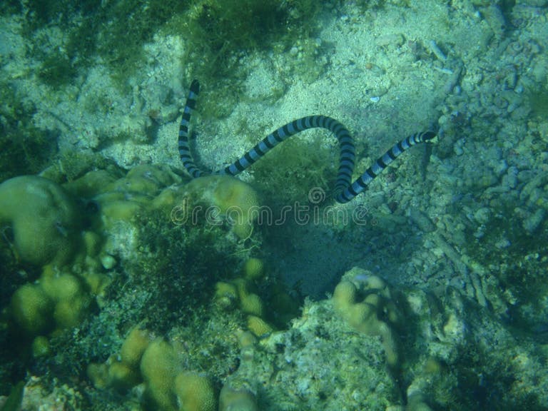 Banded sea krait stock photo. Image of reef, rocks, laticaudinae - 9229154