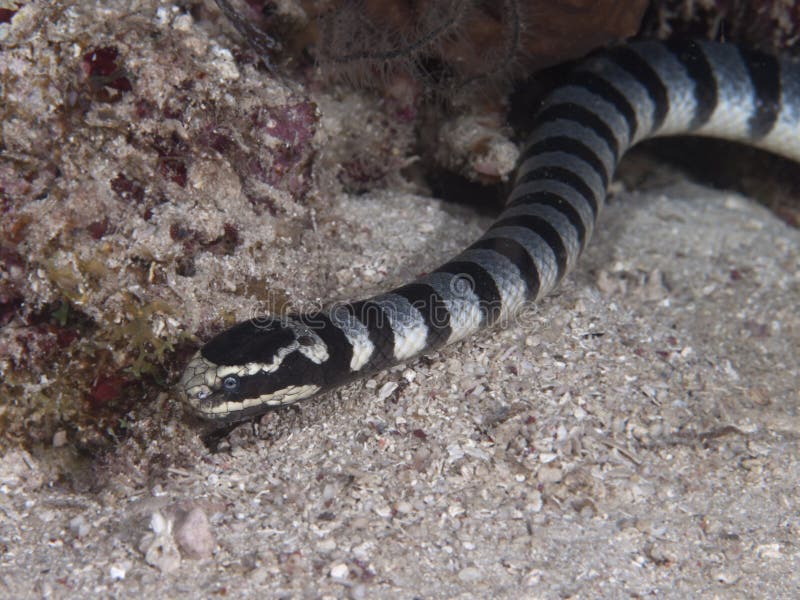 Banded sea snake stock image. Image of pacific, sulawesi - 6962167