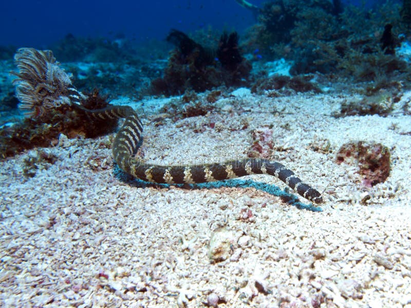 Banded sea krait breathing stock photo. Image of nature - 18476310