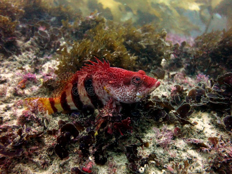Banded Seaperch stock photo. Image of ocean, seaweeds - 54755144