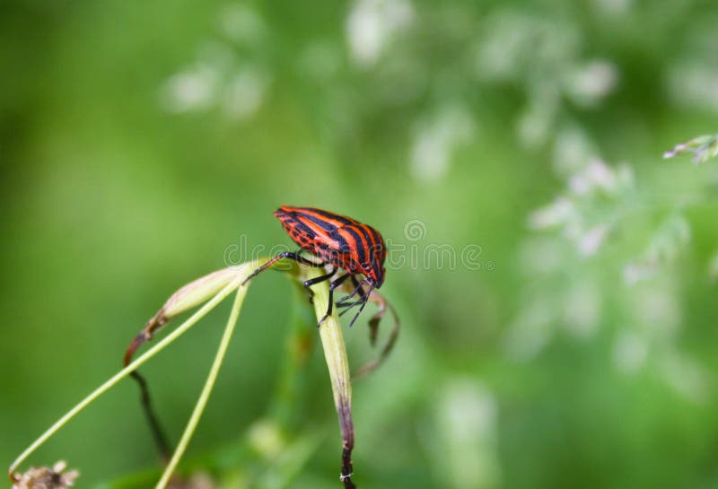 Banded Shield Bug Stock Photos - Free & Royalty-Free Stock Photos from ...