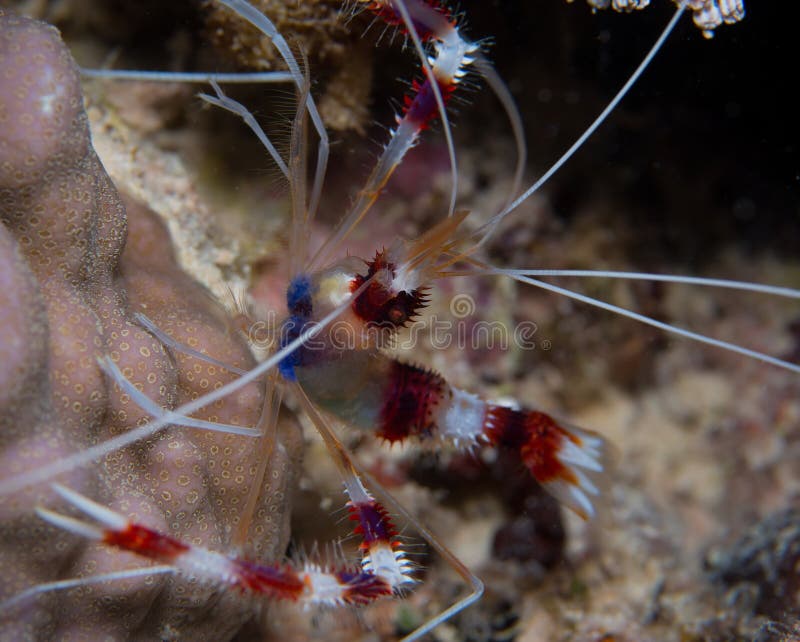 Banded shrimp on corals stock photo. Image of sole, marine - 54866554