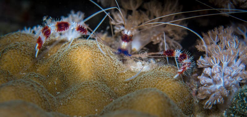 Banded Shrimp on the Corals Stock Photo - Image of aquatic, diving ...