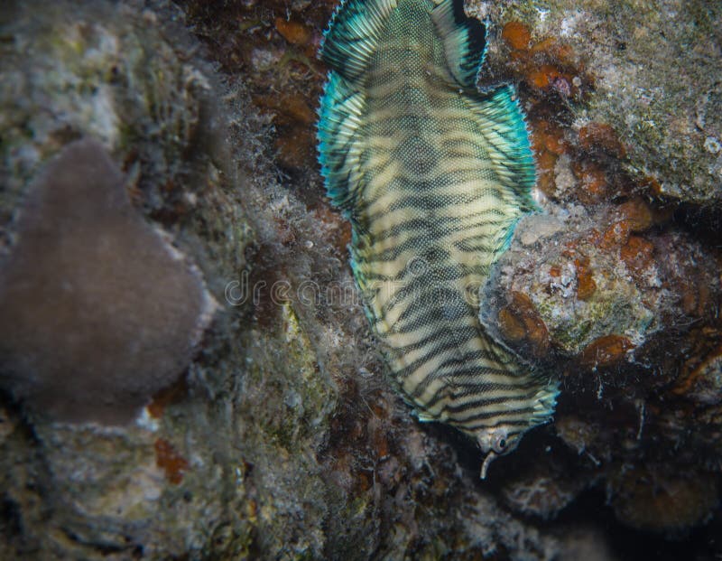 Banded sole stock image. Image of macro, banded, colorful - 54867885