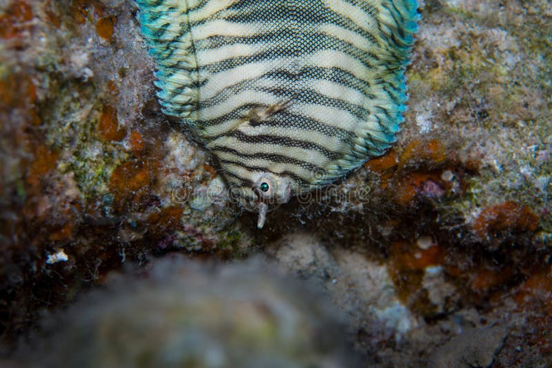 Banded sole stock photo. Image of strips, nature, green - 54867372