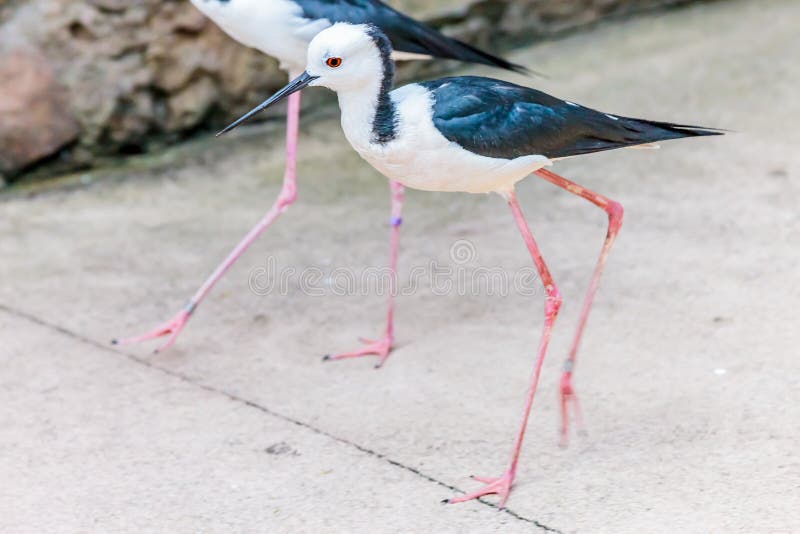 Banded Stilt stock photo. Image of exotic, nature, wildlife - 75246996