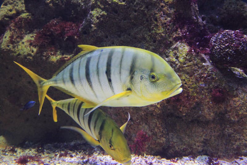 Banded trevally stock image. Image of gnathanodon, stripe - 47386761