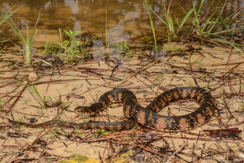 Banded Water Snake stock image. Image of marsh, fasciata - 90448317