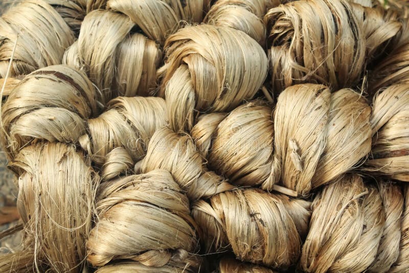 Bandel of Jute in the Time of Dying after Collecting from Field Stock ...