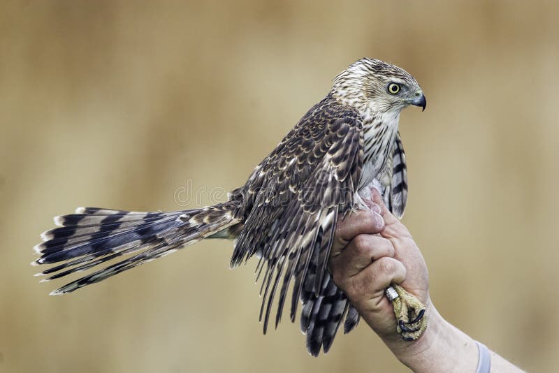 Bander Holding a Coopers Hawk Stock Photo - Image of symbol, birds ...