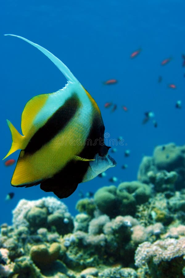 Bandiera-pesci Del Mar Rosso Immagine Stock - Immagine di nave ...