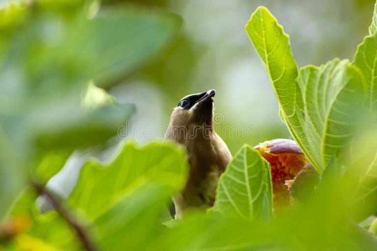 Waxwing Bandit Bird Eating Fig 11 Stock Image - Image of animal ...