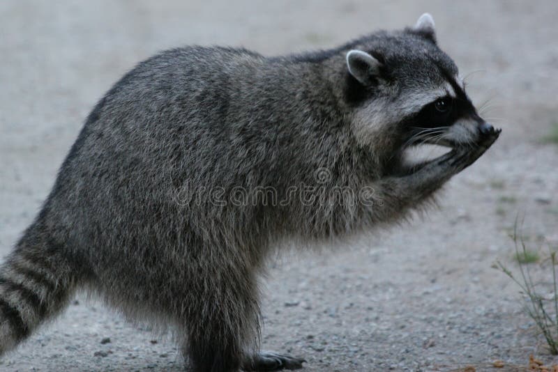 Bandit raccoon stock image. Image of racoon, bandit, wildlife - 1033635