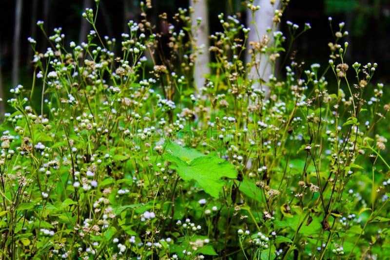 Green Bandotan Flower stock image. Image of bunga, pekarangan - 178014303