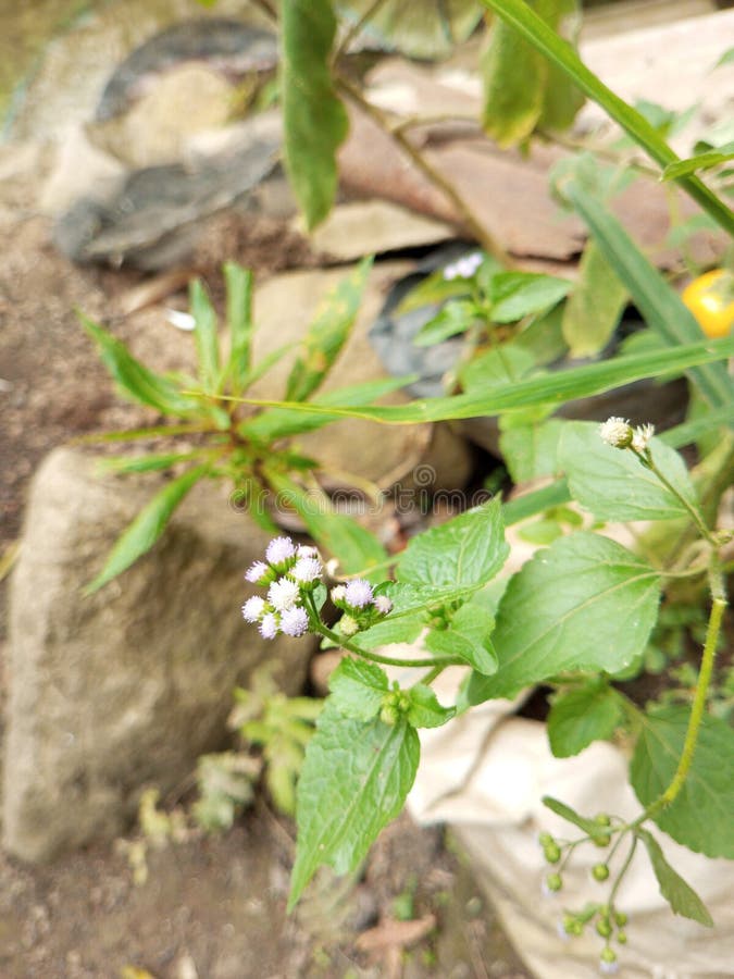 Bandotan Grass from Indonesia Has Many Benefits Stock Image - Image of ...