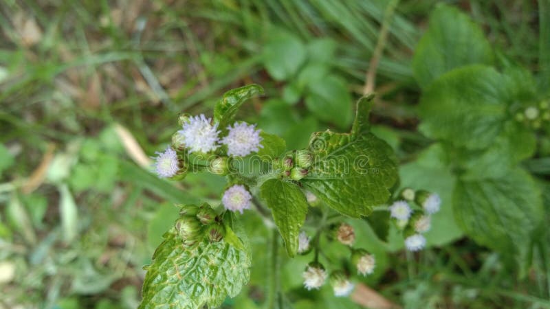 Bandotan Plant in the Morning Stock Image - Image of flower, produce ...