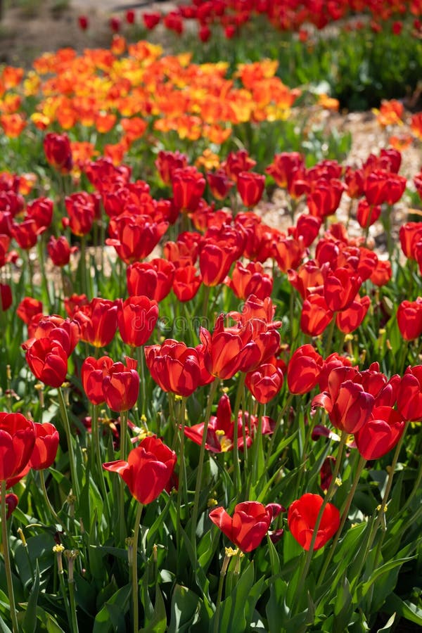 Bands Red Orange Tulips Spring Garden Stock Photos - Free & Royalty ...