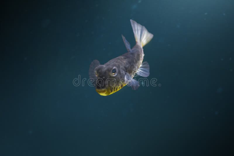 Bandtail Puffer fish stock photo. Image of biology, ecological - 309612830