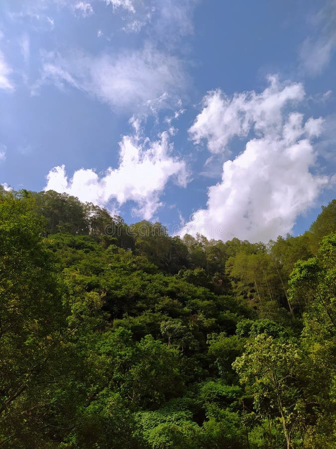 Bandung forest, Indonesia stock image. Image of woodland - 222000347