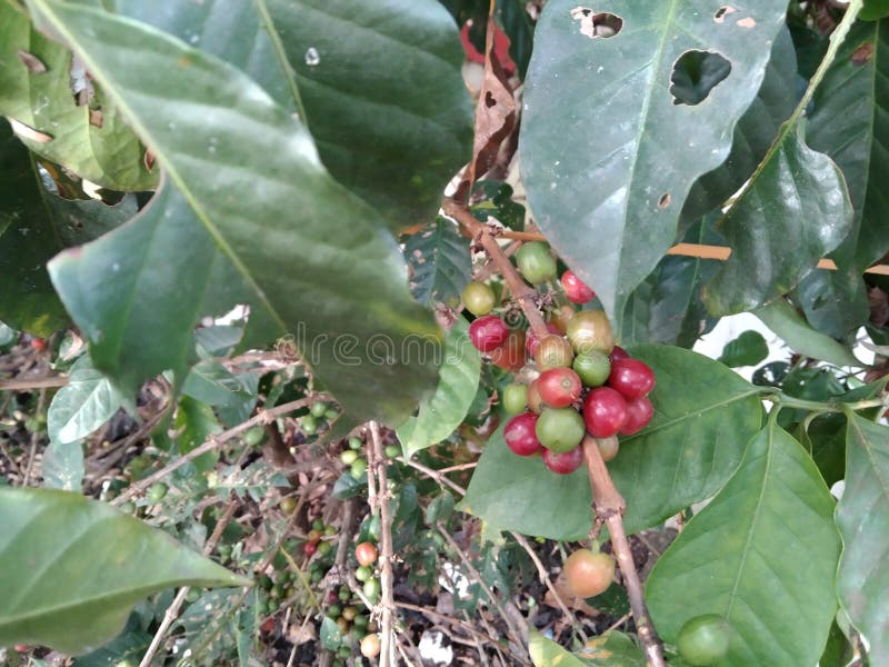 Bandung, Indonesia, April 28, 2021 :Coffee Tree in Front of the School ...