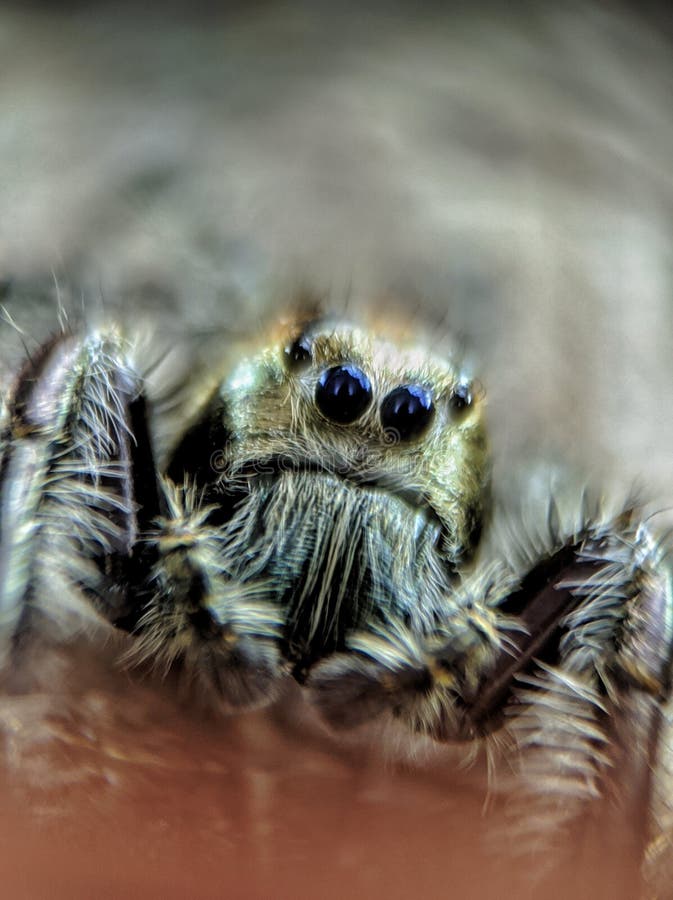 Bandung, Indonesia â€“ June 18, 2021 : Jumping Spider on the Leaf ...