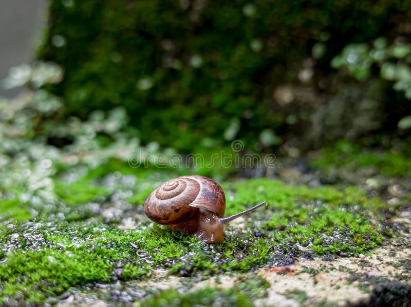 Bandung, Indonesia â€“ May 28, 2021: Slug on the Moss. Stock Photo ...