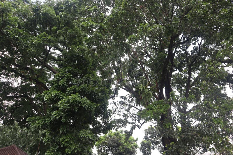 Various Models of Leaves on Lush Trees Stock Image - Image of flower ...