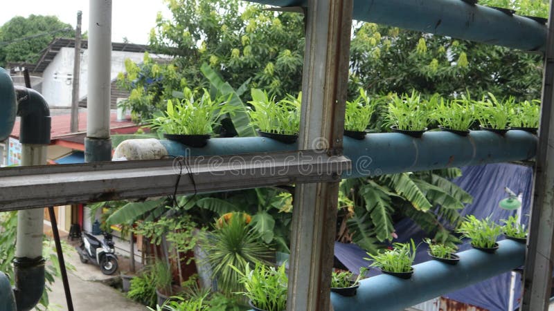 Vegetable Plants Using a Hydroponic System in Urban Areas Stock Footage ...
