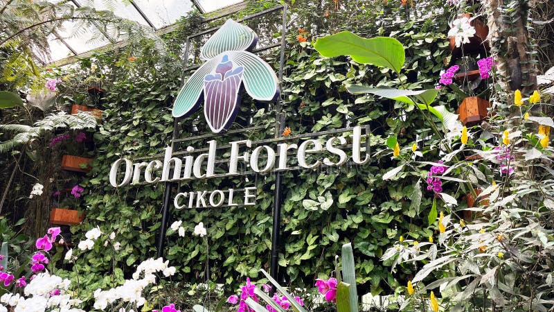 Orchid Forest Lembang Indonesia Editorial Stock Photo - Image of ...