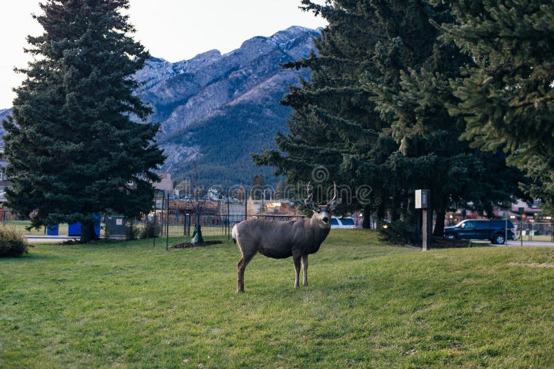 BANFF, ALBERTA, CANADA -dec, 2019 Dear in Town Stock Photo - Image of ...