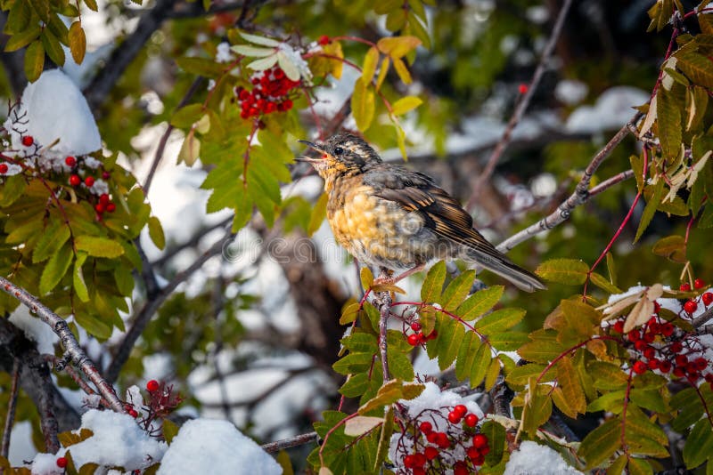 Banff National Park stock image. Image of banff, colorful - 154365107