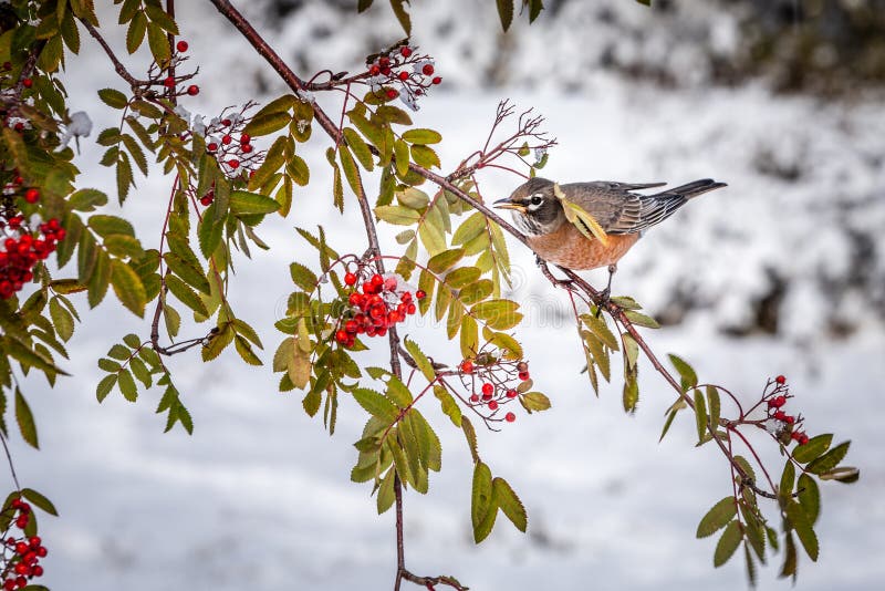 Banff National Park stock image. Image of beautiful - 154365351