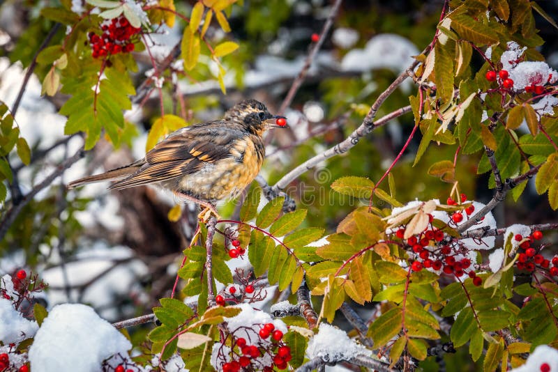 Banff National Park stock image. Image of blue, american - 154392795