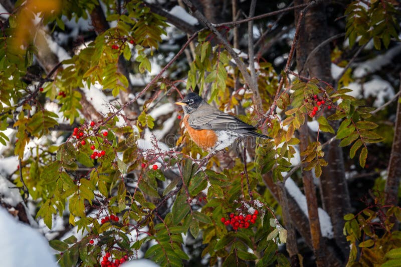 Banff National Park stock image. Image of lakeside, colorful - 154392837
