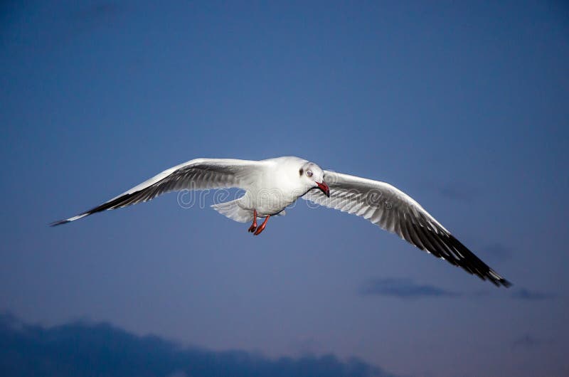 Seagull stock image. Image of swarm, nature, wing, bright - 38105227