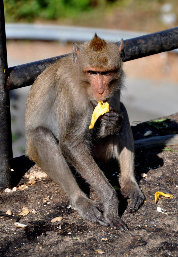 Bang Saen, Thailand: Monkey Eating Banana Stock Image - Image of resort ...