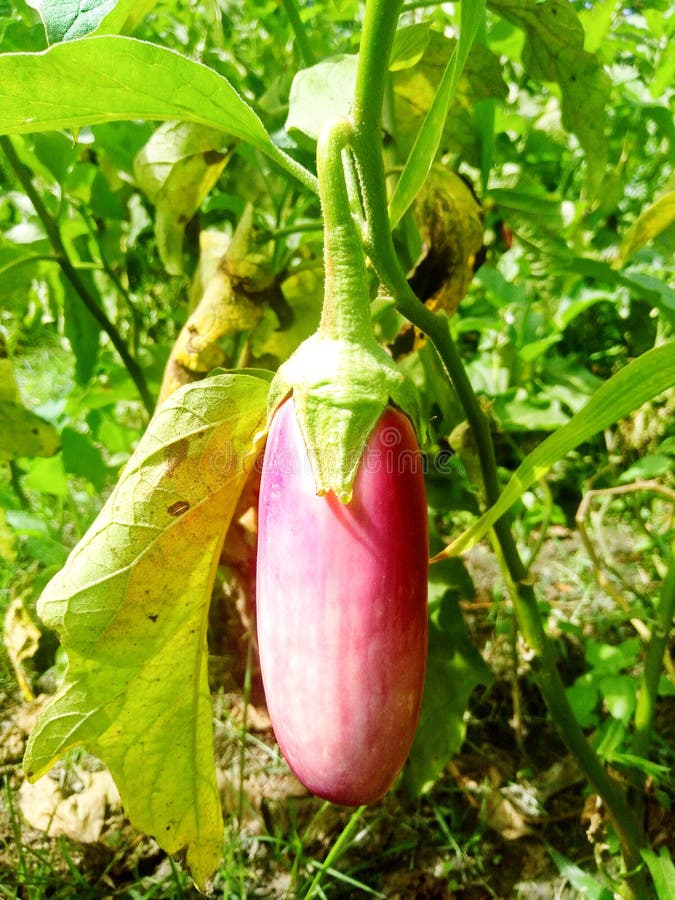 Bangan Vegetable Good for Health and Refreshing Stock Photo - Image of ...