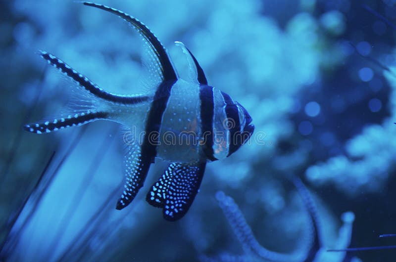 Blue Cardinal Fish