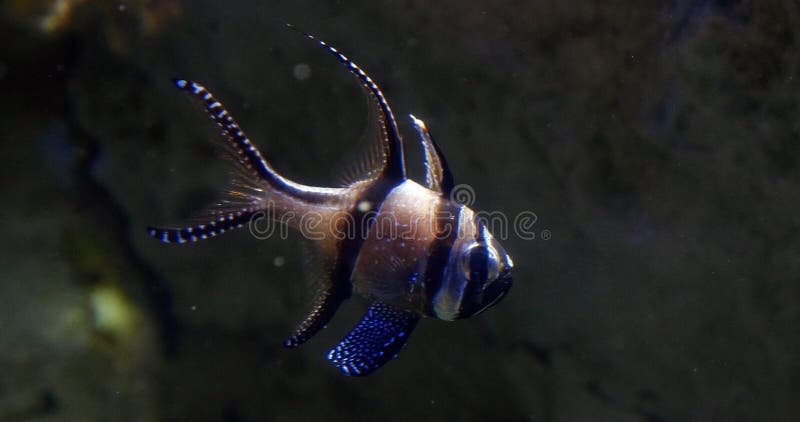 Banggai Cardinal Fish, Pterapogon Kauderni Stock Image - Image of ...