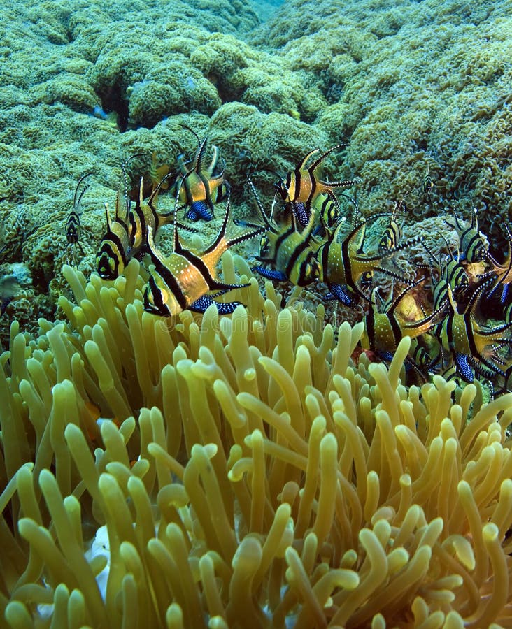 Banggai Cardinalfish - Pterapogon Kauderni Stock Photo - Image of ...