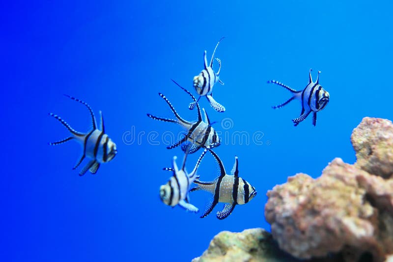 Longfin cardinalfish stock image. Image of kaudern, cardinalfish - 58480743