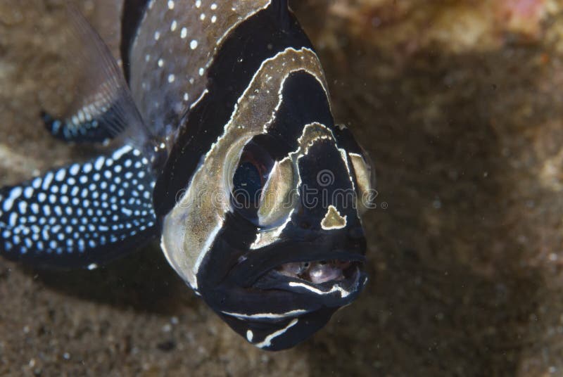 Banggai Cardinalfish Pterapogon Kauderni Stock Image - Image of banggai ...