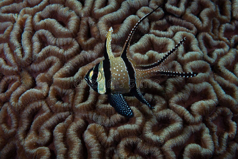 Banggai Cardinalfish Pterapogon Kauderni Stock Photo - Image of ...
