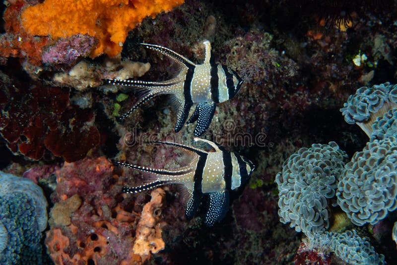 Banggai Cardinalfish Pterapogon Kauderni Stock Photo - Image of deep ...