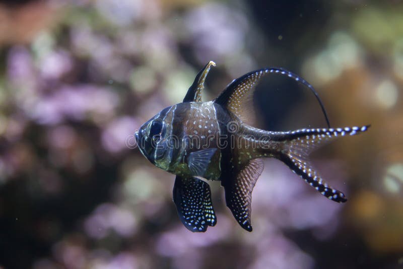Pterapogon Kauderni Banggai Cardinalfish Stock Photo - Image of banggai ...