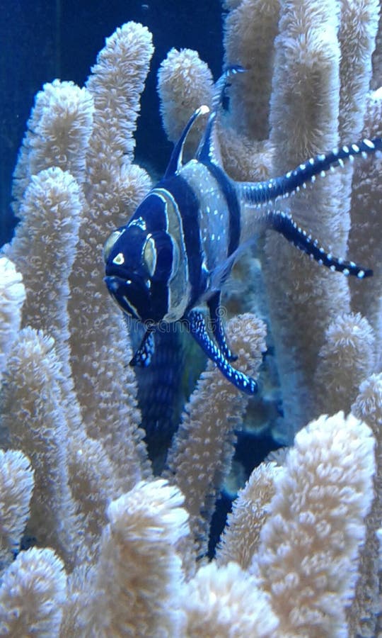 Coral Reef Dweller stock image. Image of colourful, lagoon - 900093