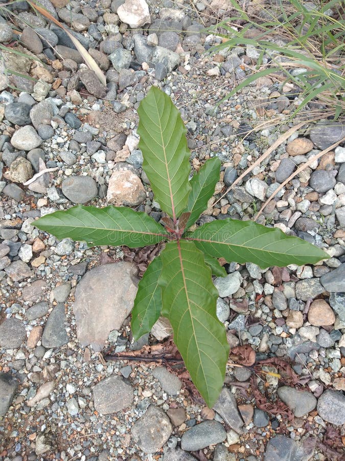 Bangkal Tree Stock Photos - Free & Royalty-Free Stock Photos from ...